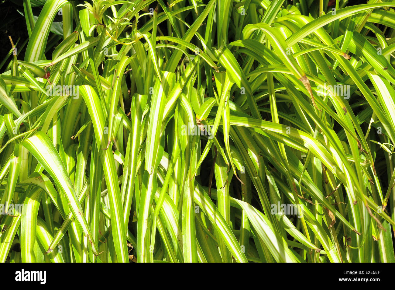 Grass Leaf Texture Stock Photo - Alamy