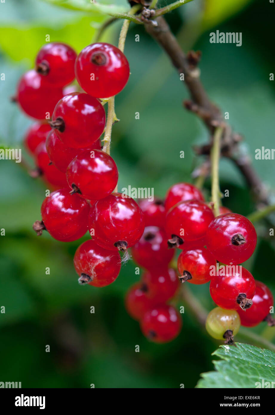 Harvesting currant hi-res stock photography and images - Alamy
