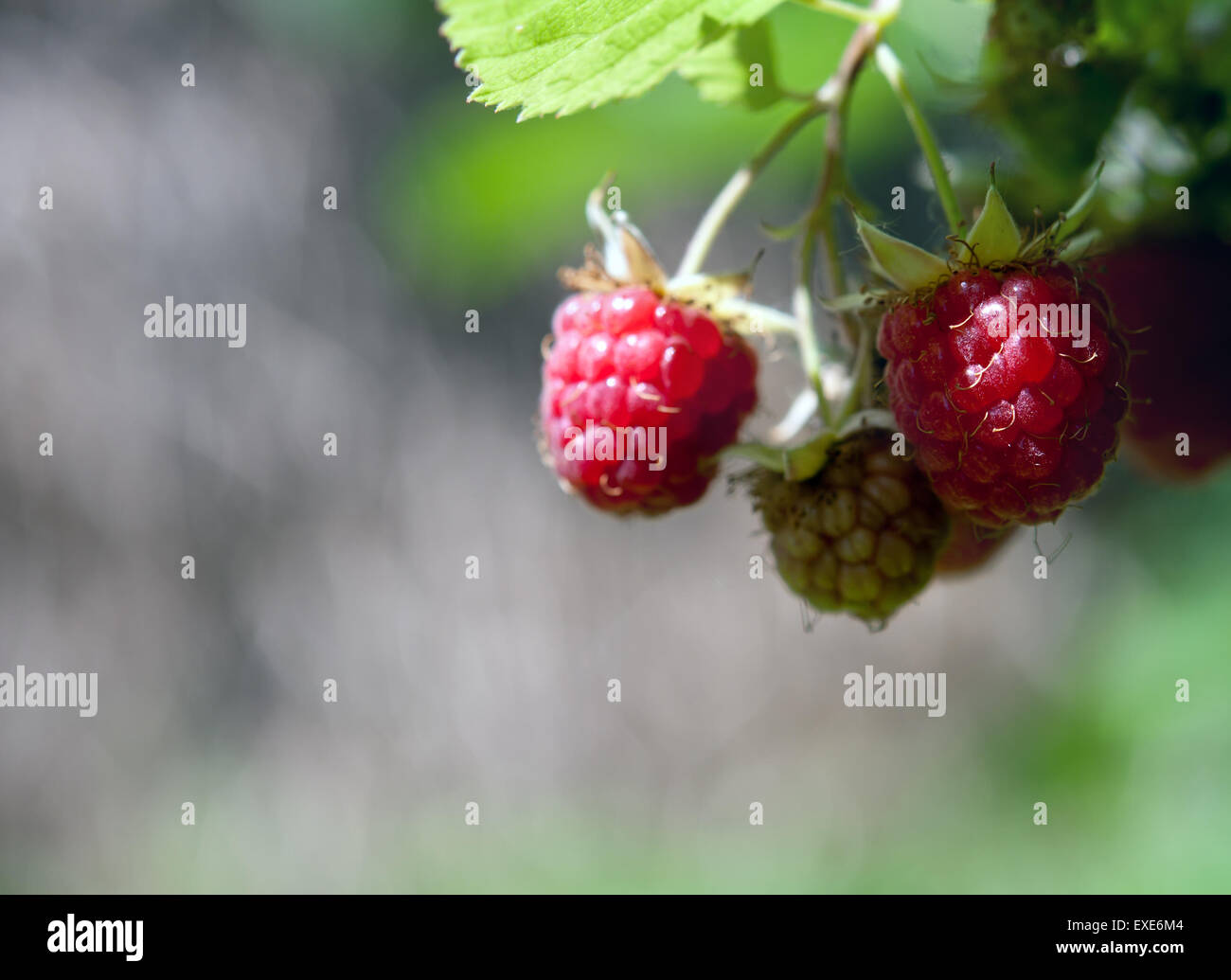 branch of ripe raspberries Stock Photo - Alamy