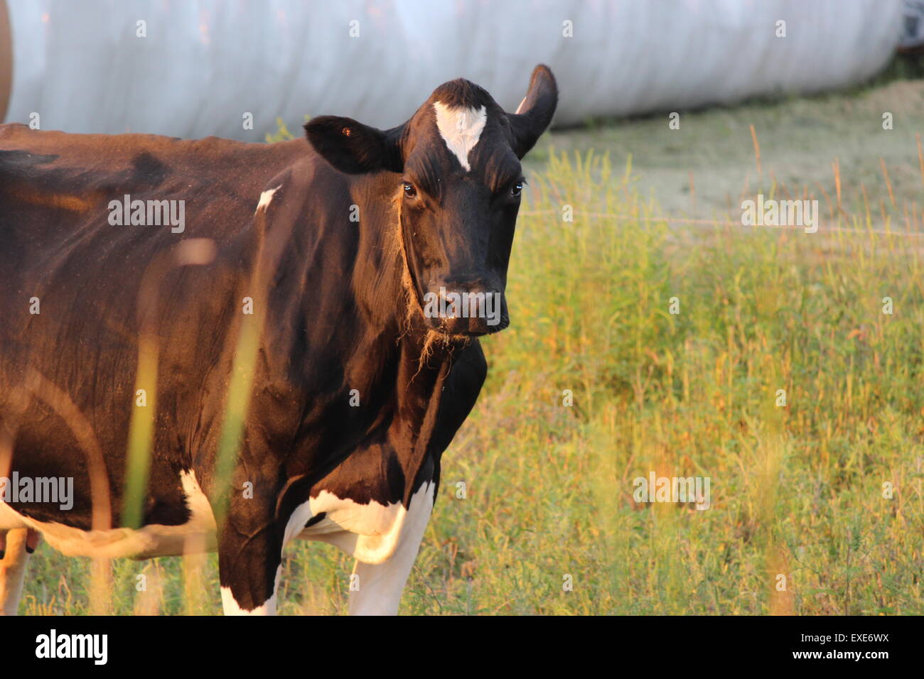 Cow taking note of intruder Stock Photo - Alamy