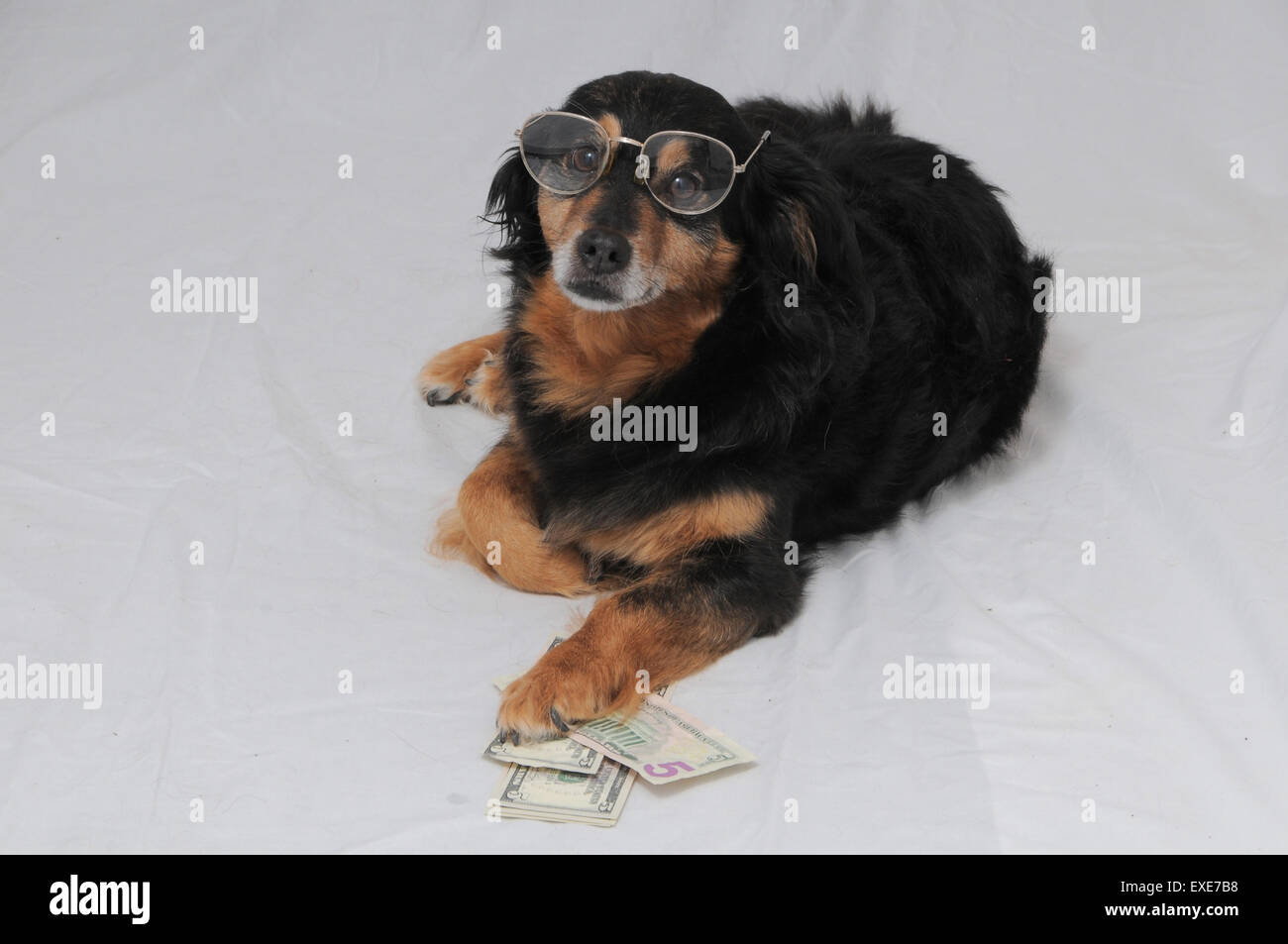 Dog and Dollars Stock Photo - Alamy
