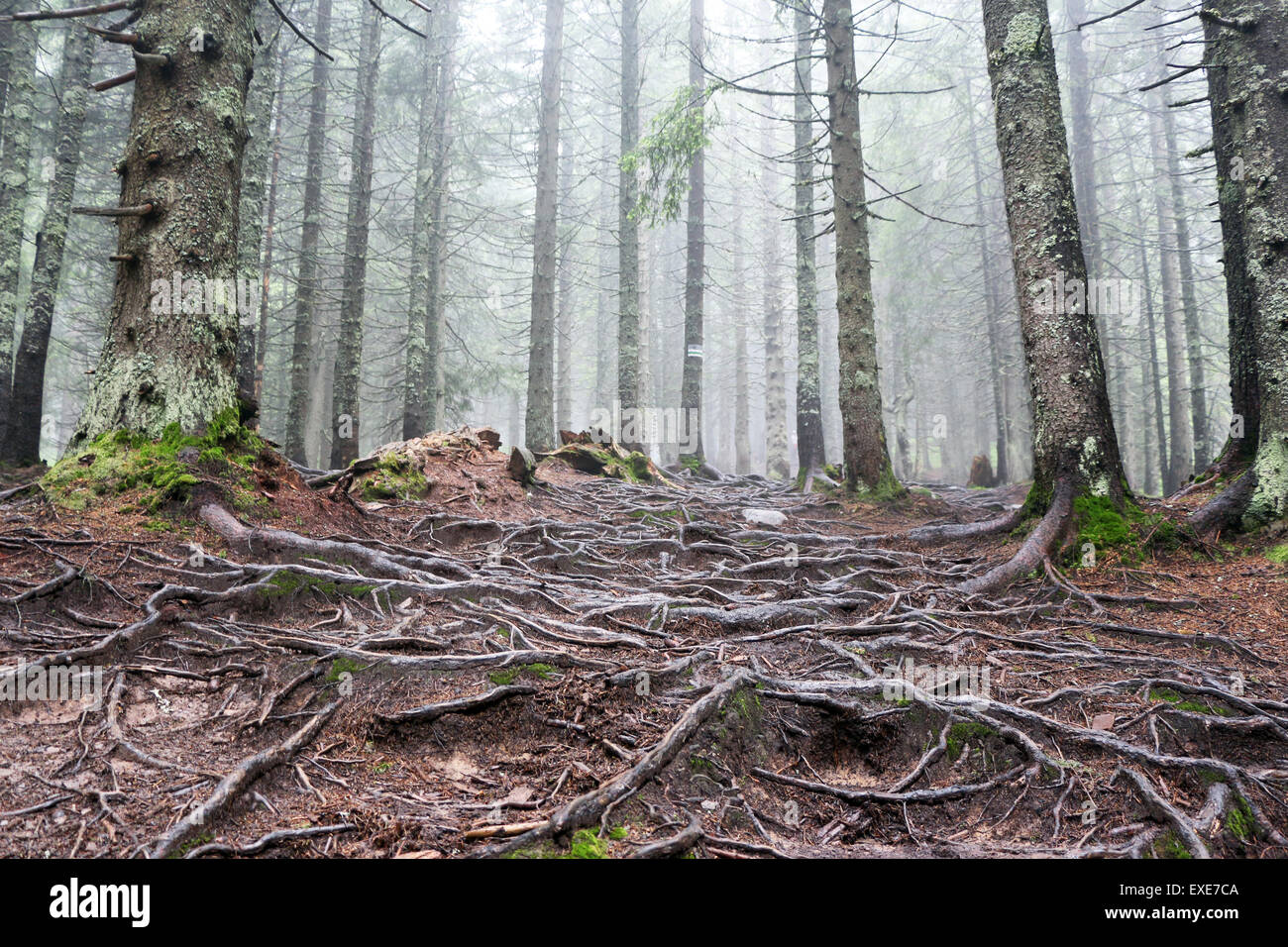 A lot of forest tree roots in the Carpathian Mountain Stock Photo - Alamy