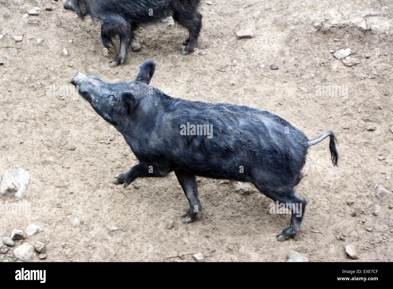 The wild boar in the Carpathian Mountain forest Stock Photo - Alamy