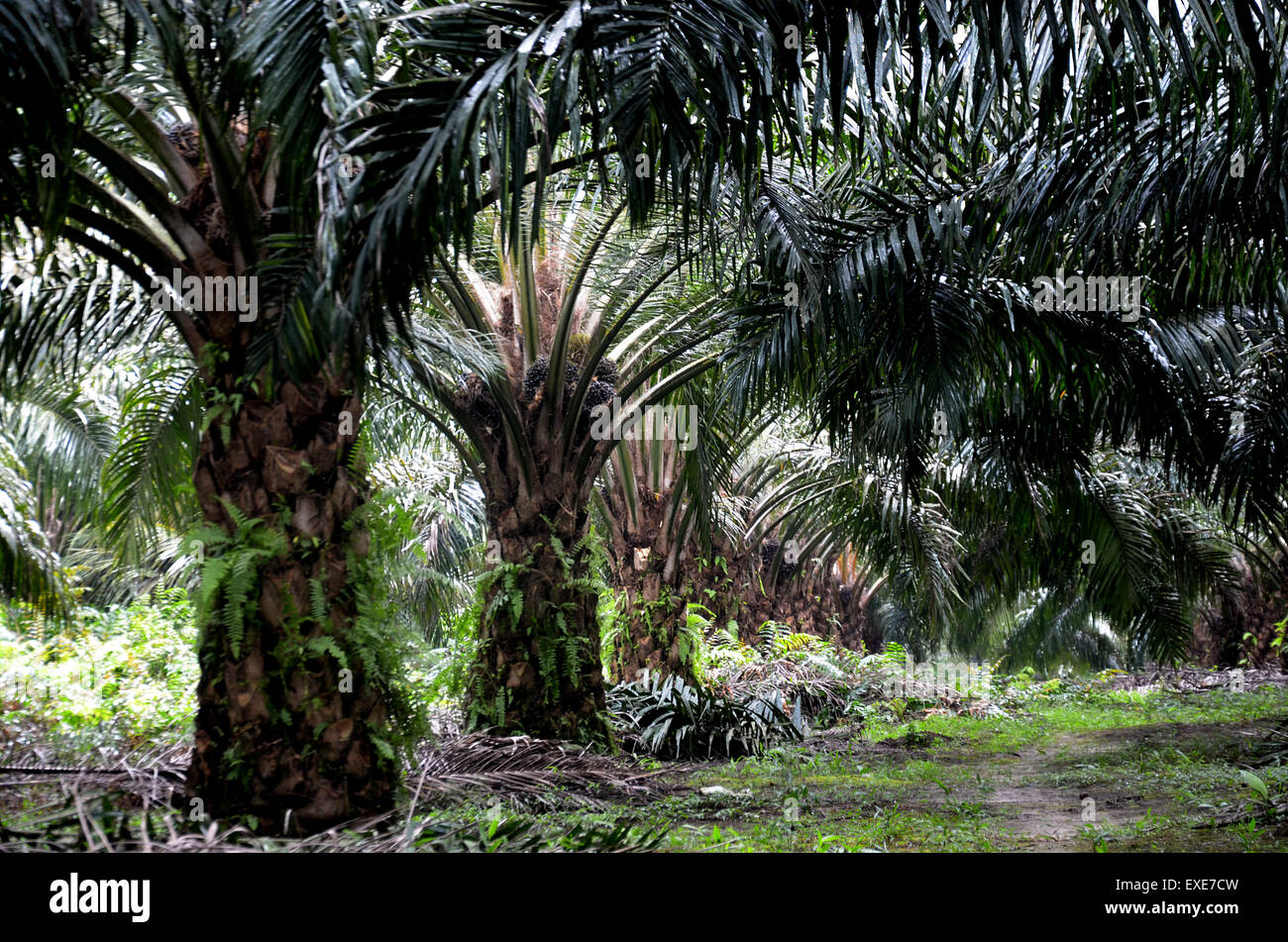 Palm oil tree hi-res stock photography and images - Alamy