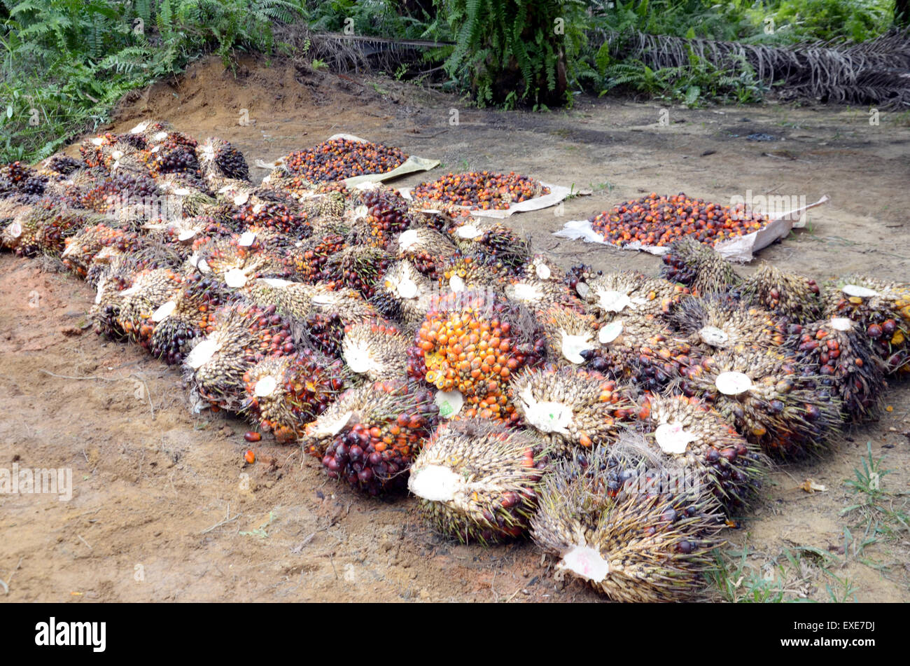 palm oil fruit Stock Photo - Alamy