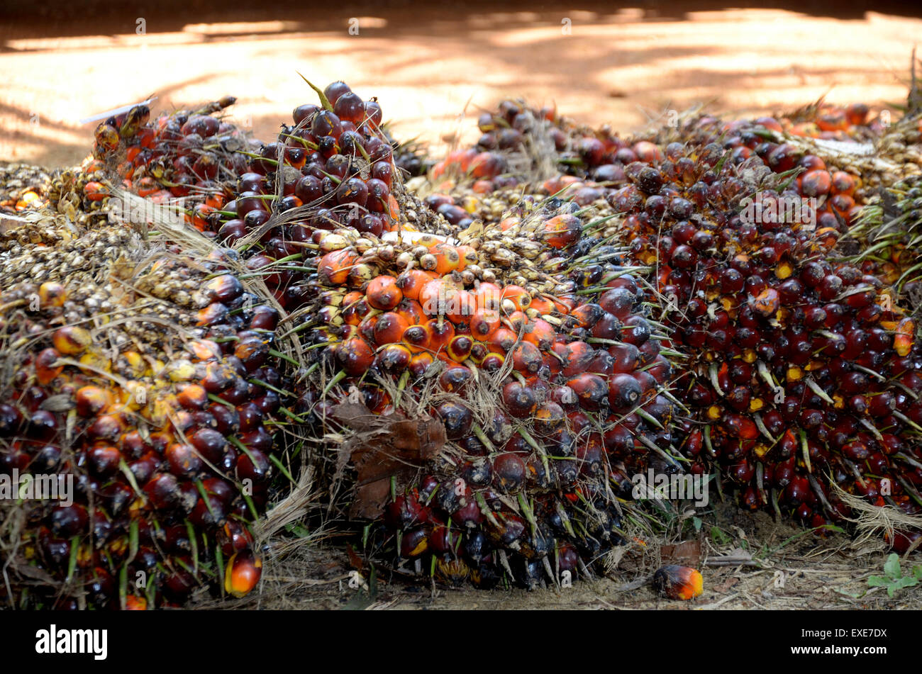 palm oil fruit Stock Photo - Alamy