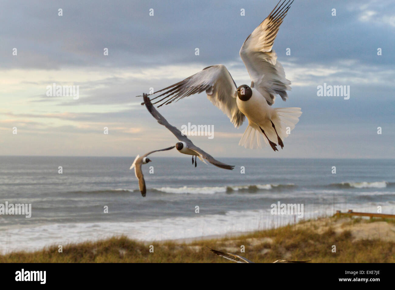 Three seagulls perform acrobatic maneuvers in mid air around dawn with ...