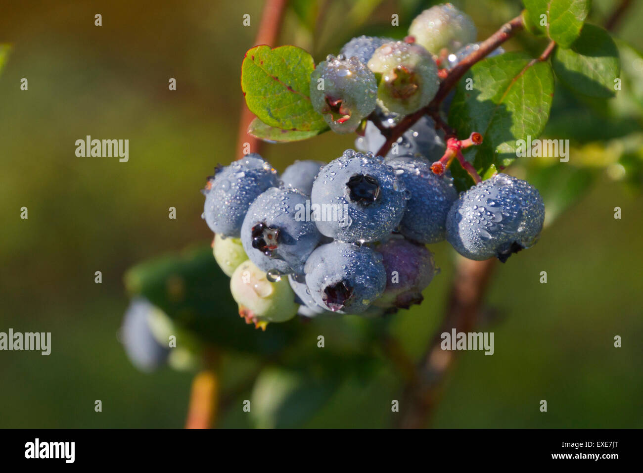 Dewy fruit hi-res stock photography and images - Alamy