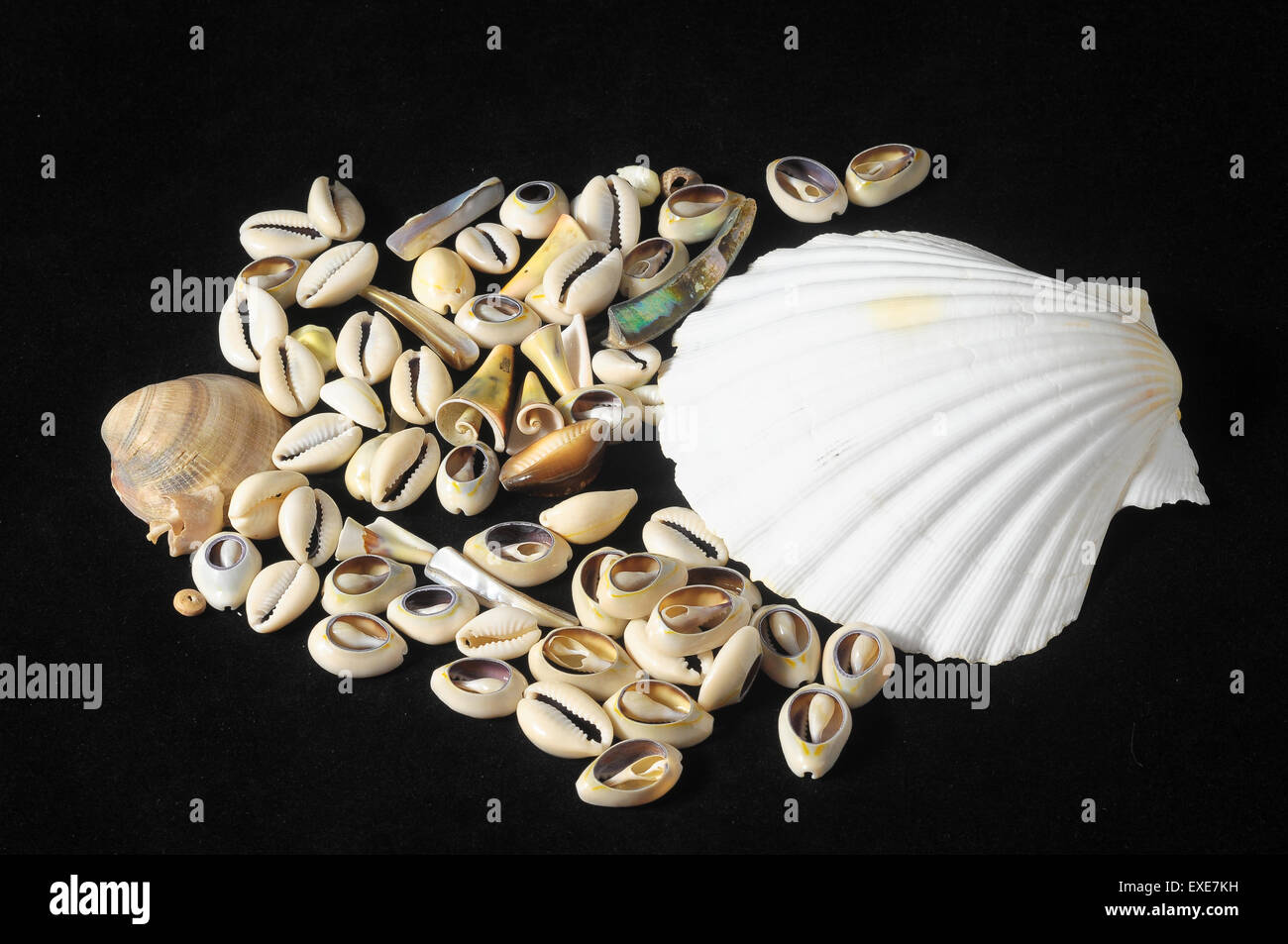 Tusk fish shell hi-res stock photography and images - Alamy