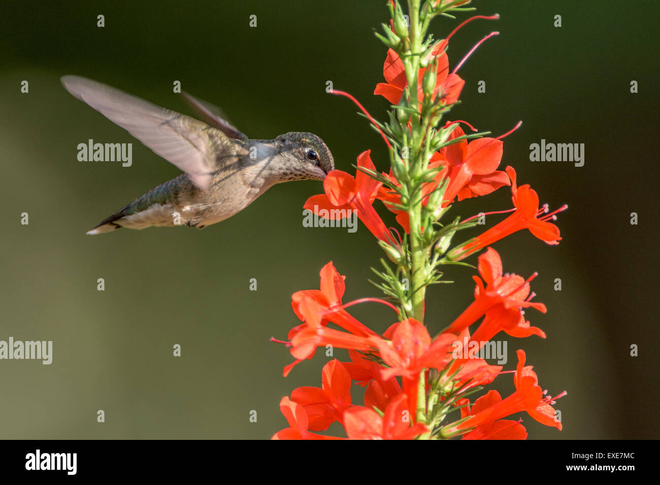 Ipomopsis rubra hi-res stock photography and images - Alamy