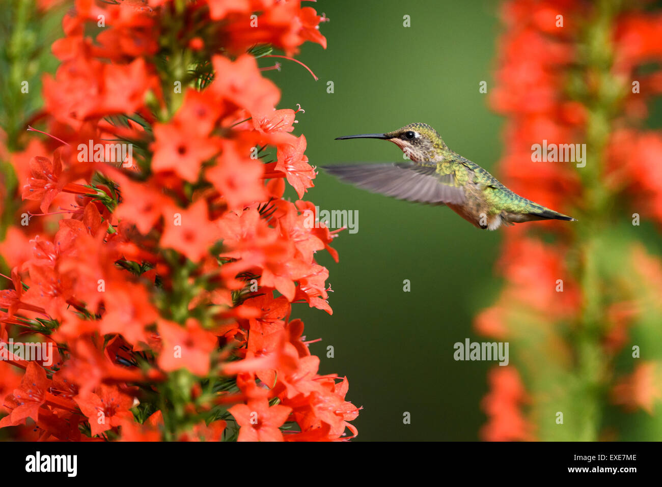Ipomopsis rubra hi-res stock photography and images - Alamy