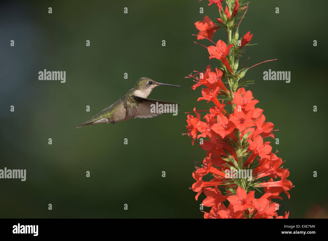 Ipomopsis rubra hi-res stock photography and images - Alamy