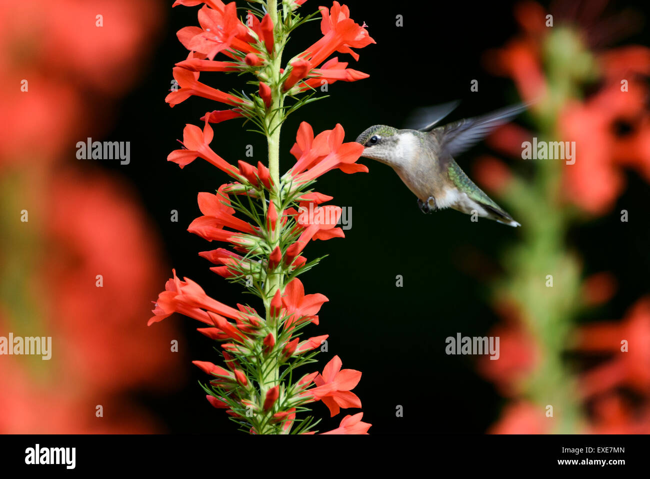 Ipomopsis rubra hi-res stock photography and images - Alamy