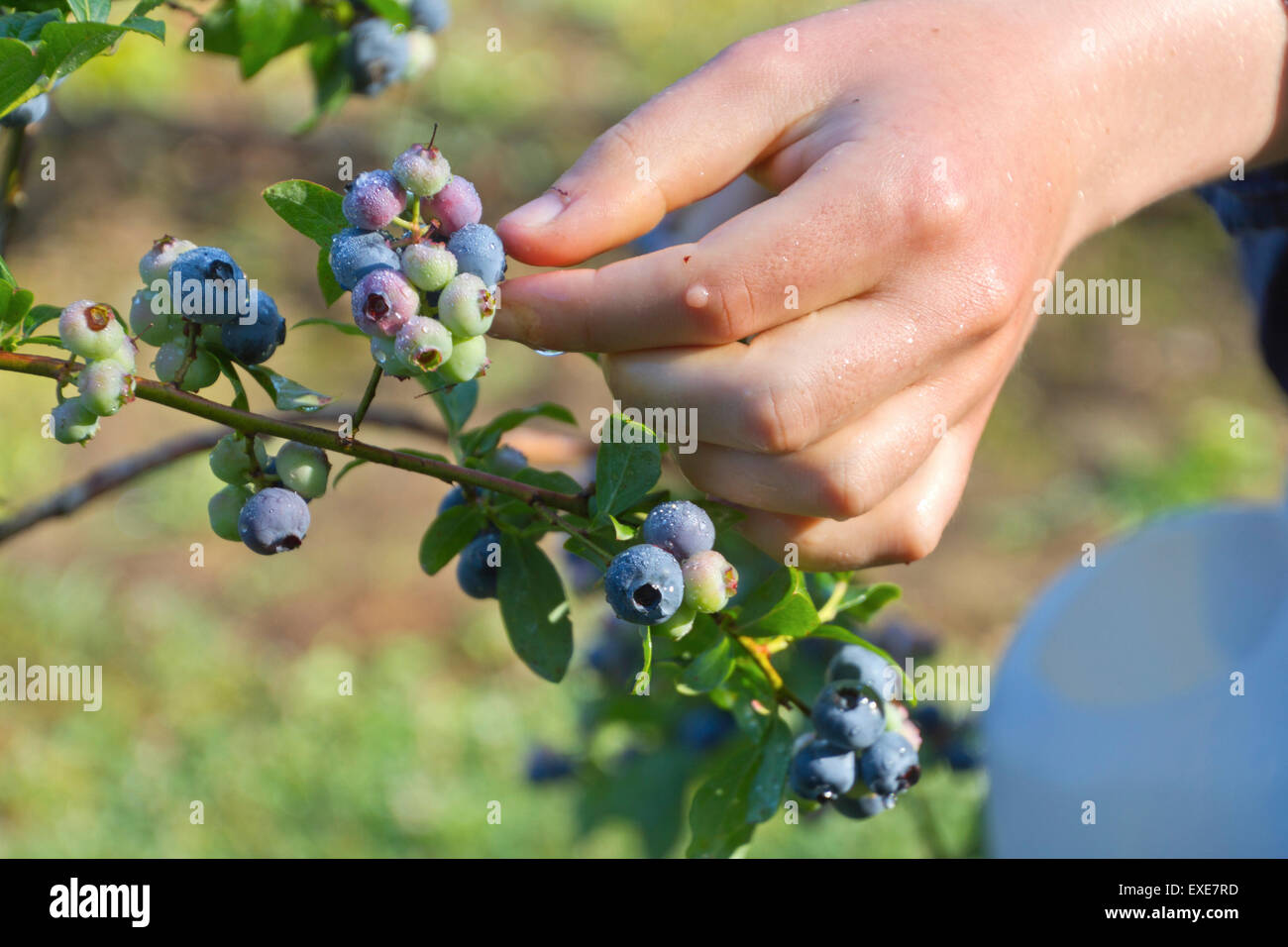 Close up of a young woman's hand picking ripe mountain blueberries ...