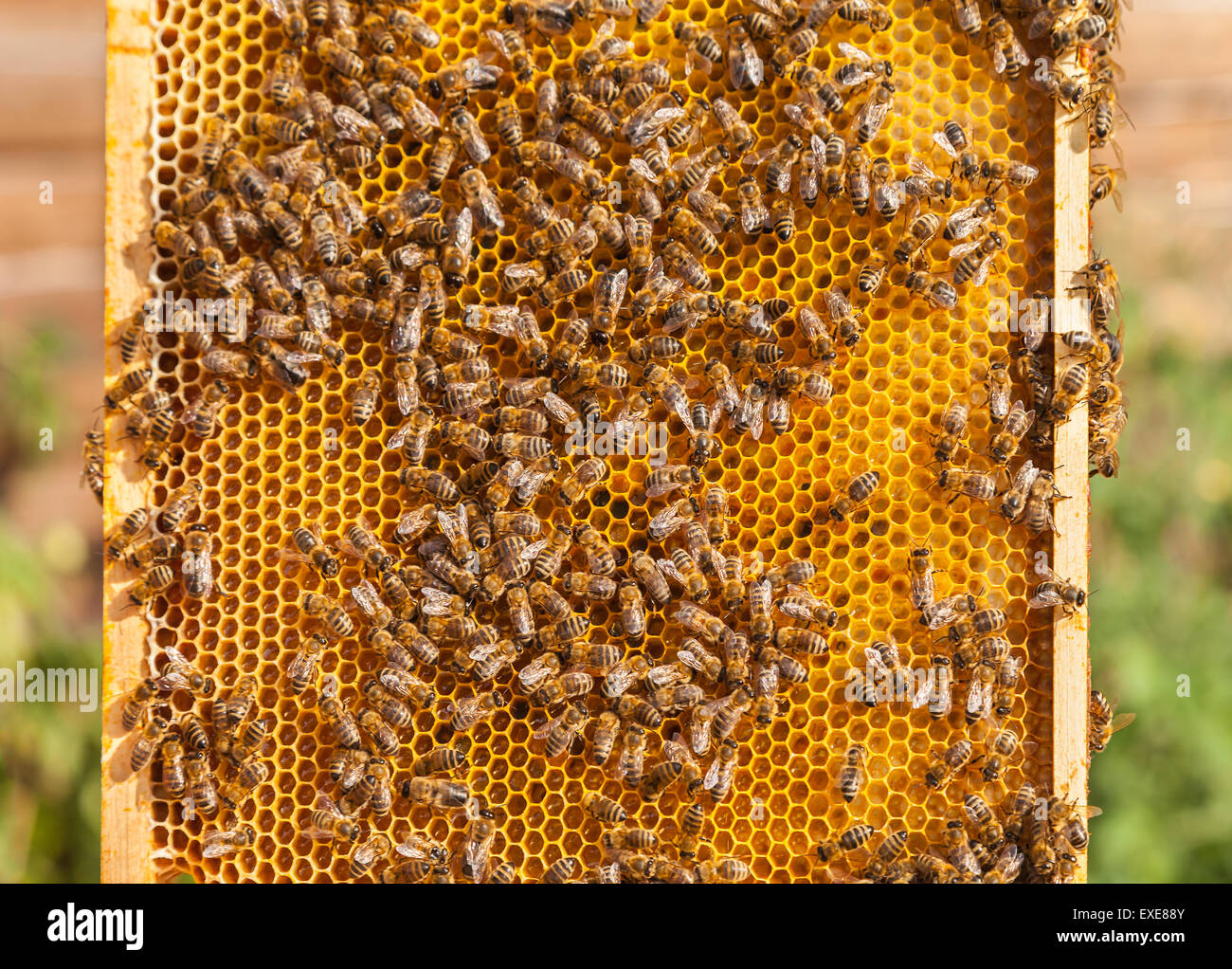 Bees on honeycomb Stock Photo - Alamy