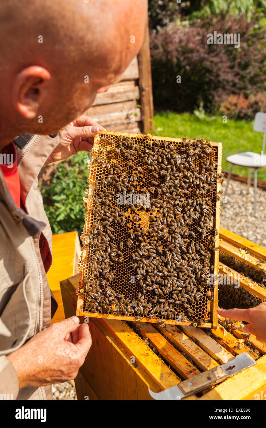 Beemaster hi-res stock photography and images - Alamy