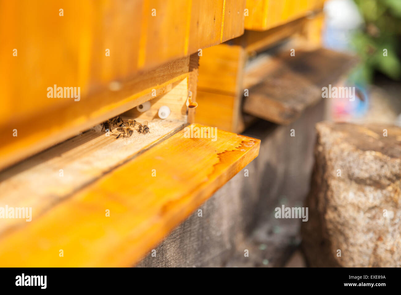 Beehive labor hi-res stock photography and images - Alamy
