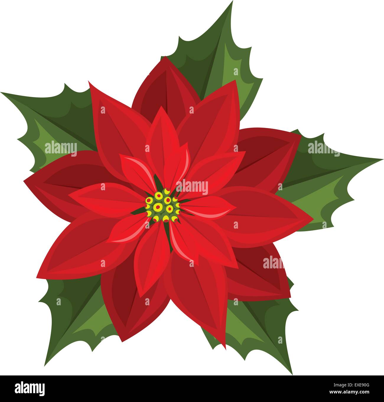 Red poinsettia. Vector illustration Stock Vector Image & Art - Alamy