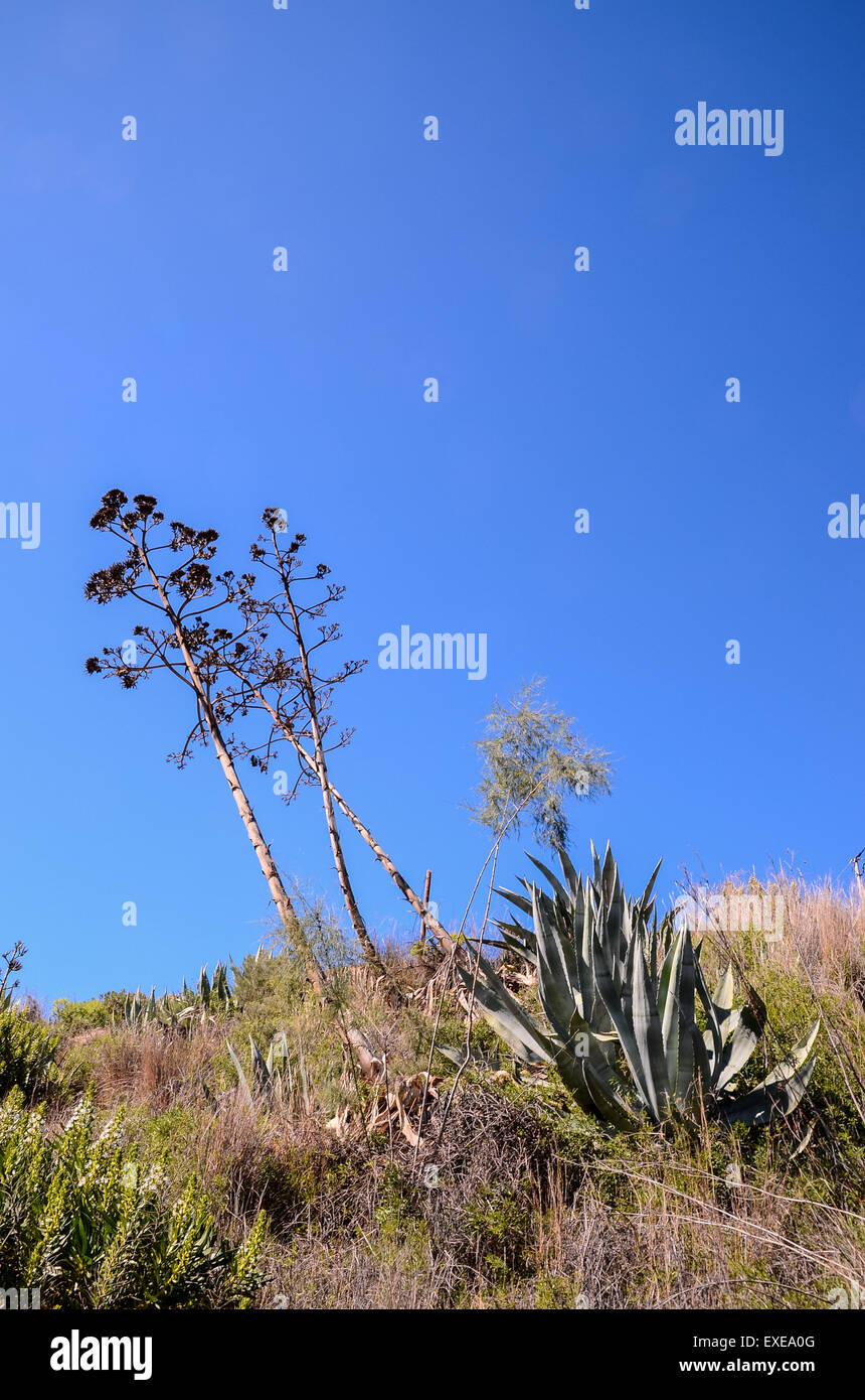 Green Agave Plant Cactus Stock Photo - Alamy