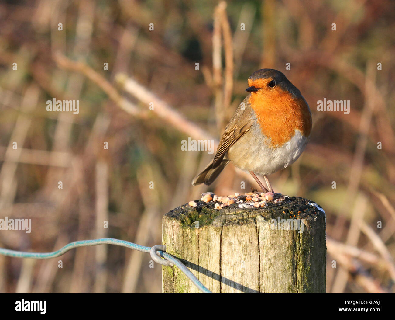 Robin on a fence post Stock Photo - Alamy