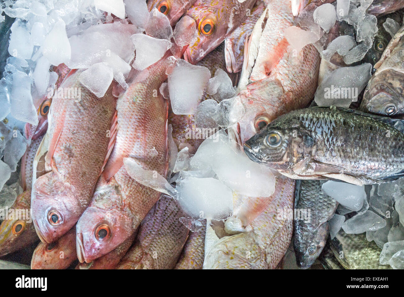 a mosaic of fresh bright eyed whole gutted red snapper displayed over ...