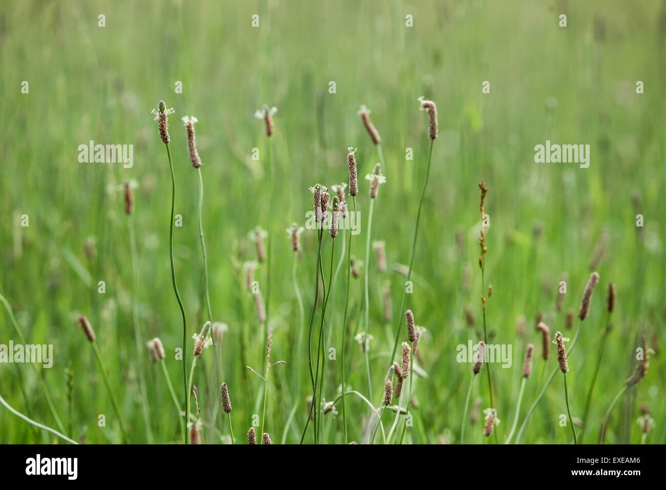 Summer green grass for background Stock Photo - Alamy