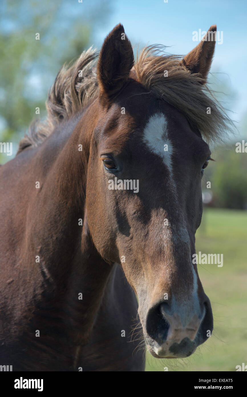 Bay Quarter Horses Face