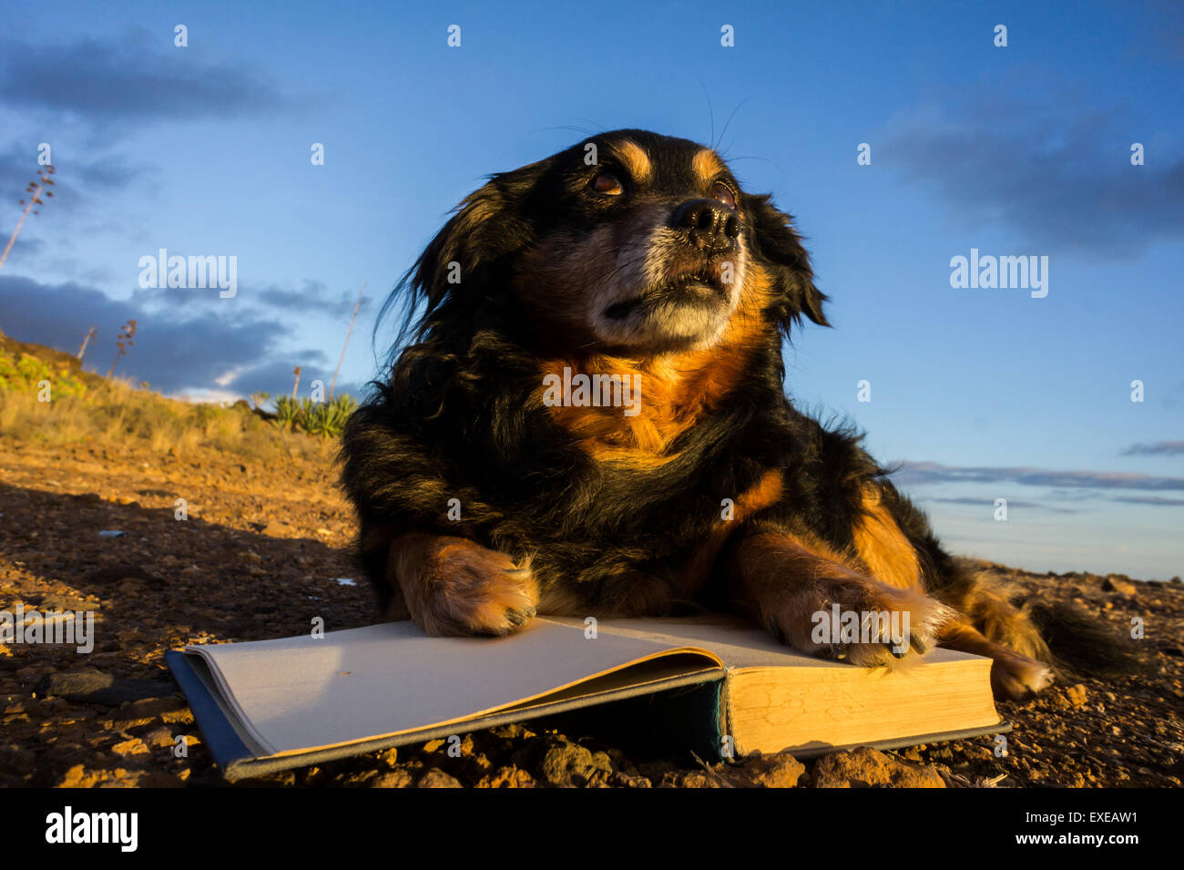 One intelligent Black Dog Reading a Book Stock Photo - Alamy