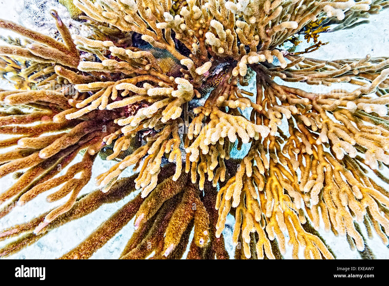 Coral Explosion at Sharon's Serenity in Klein Bonaire, Bonaire Stock ...