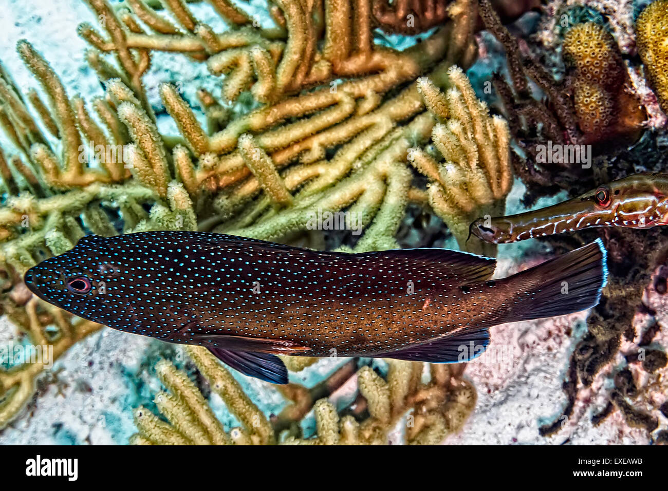 Orange spiny rods hi-res stock photography and images - Alamy