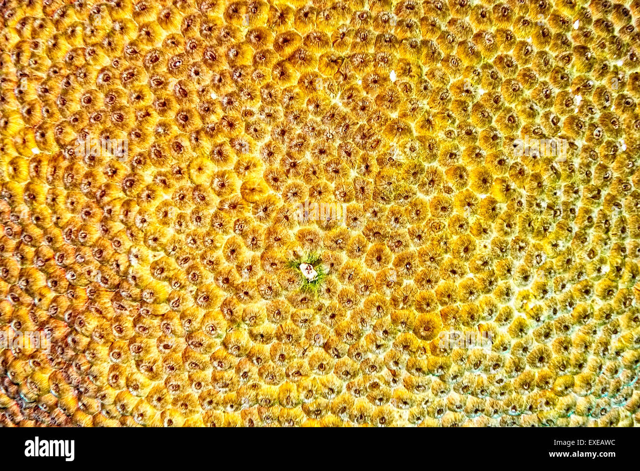 Close-up of a Great Star Coral at Sharon's Serenity in Klein Bonaire ...
