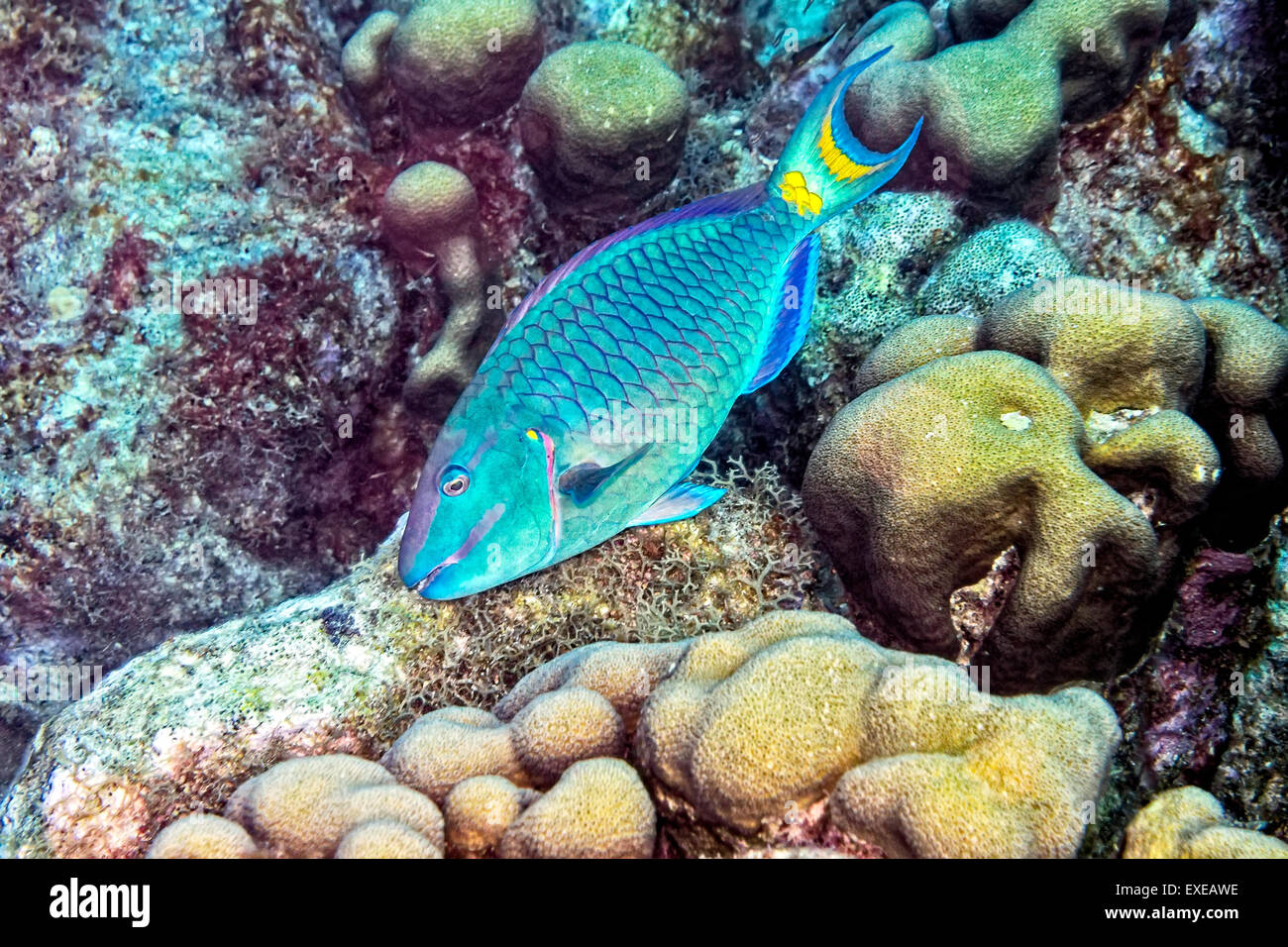 Stoplight parrotfish hi-res stock photography and images - Alamy