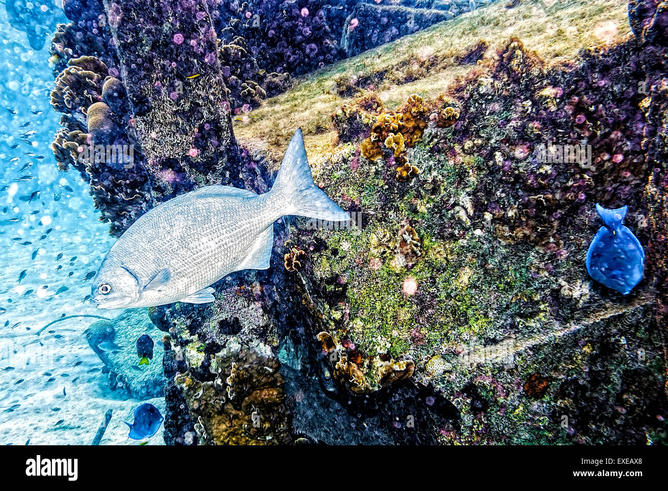Bermuda fish coral hi-res stock photography and images - Alamy