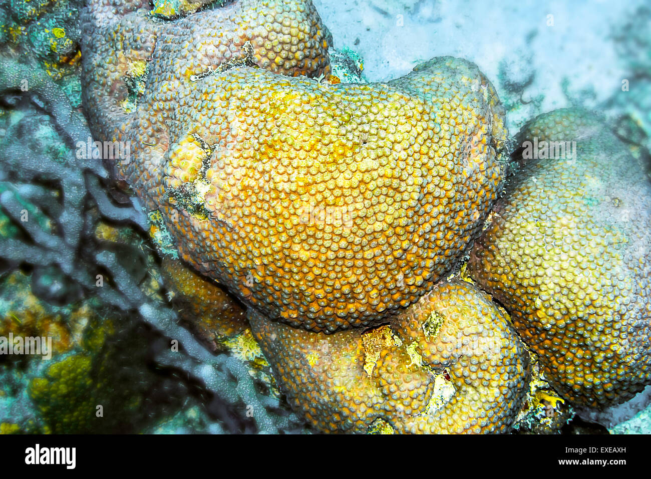 Star coral hi-res stock photography and images - Alamy