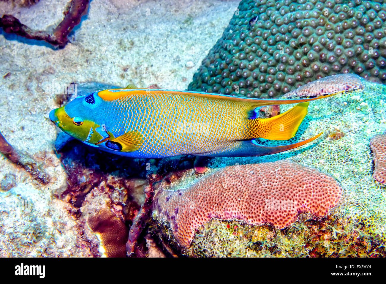 Queen Angelfish Swimming through the reef at Bari's Reef, Bonaire Stock ...