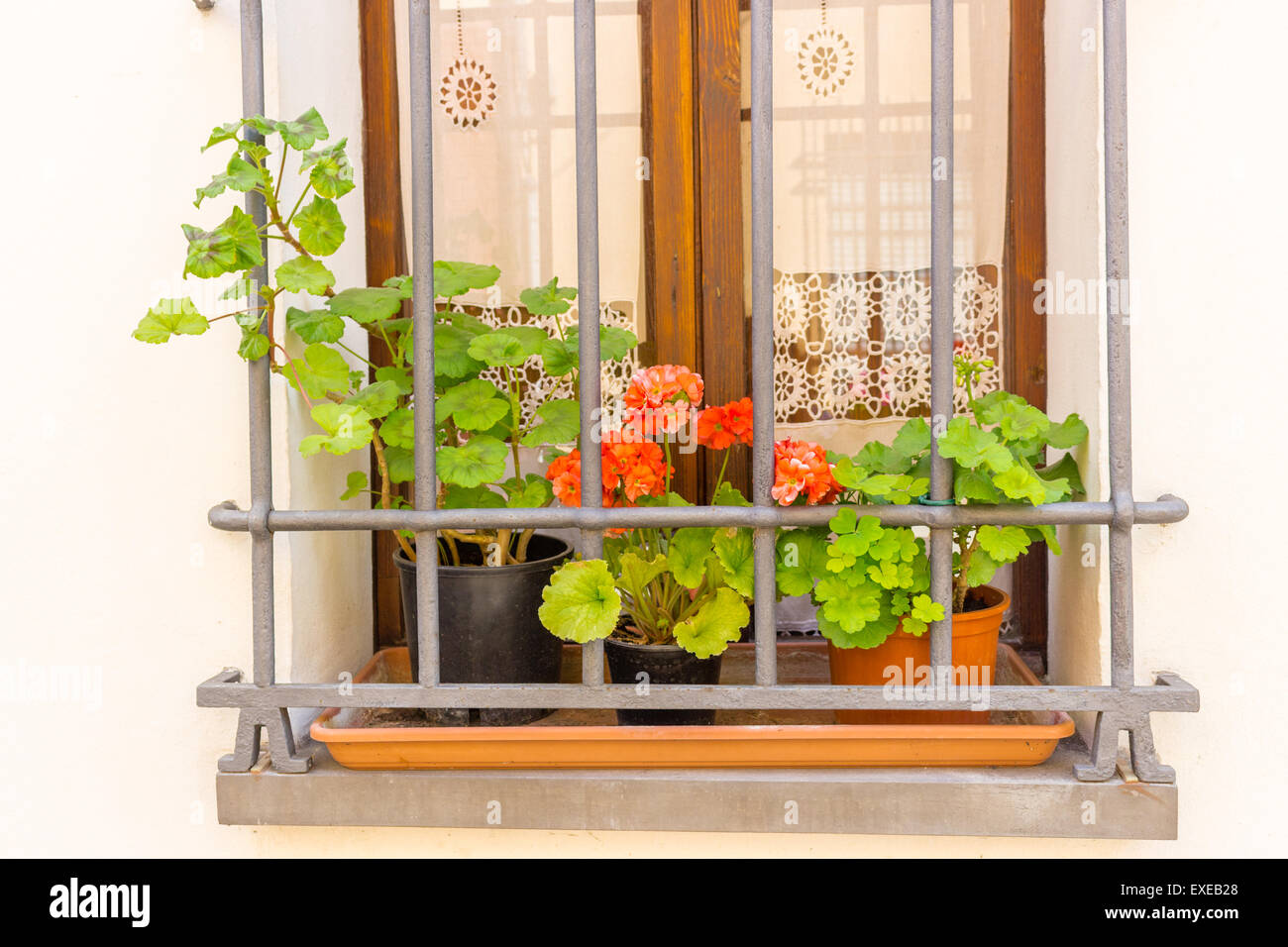 window with flower pots: red geranium Stock Photo - Alamy