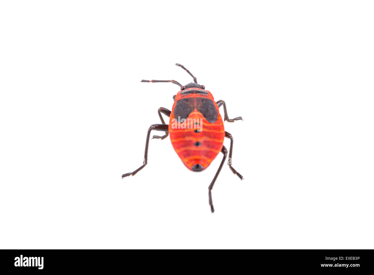 Nice firebug on white background Stock Photo - Alamy