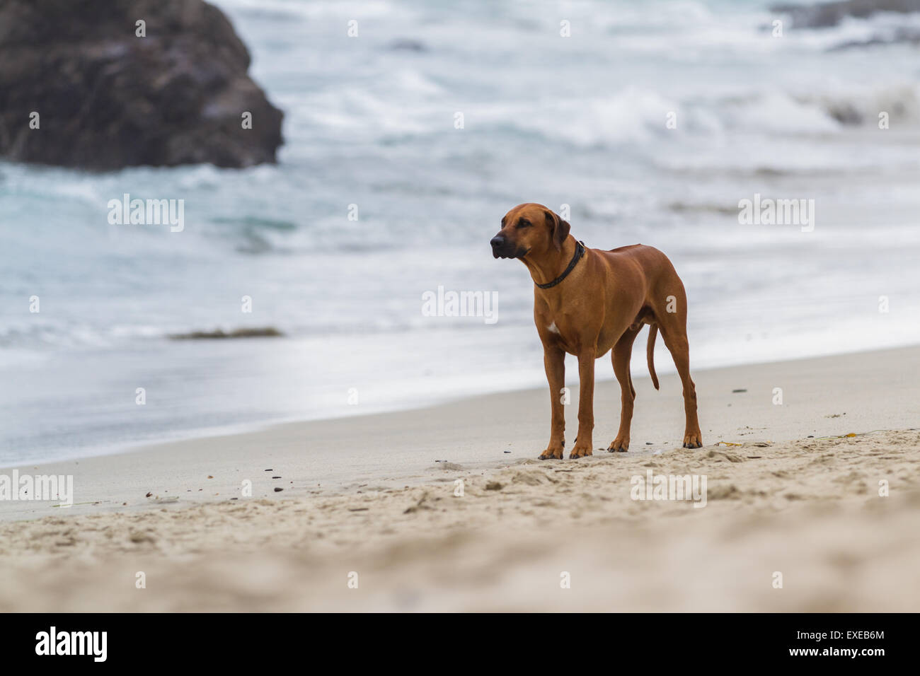 lone worried dog on the beach waiting for his best friend who is ...
