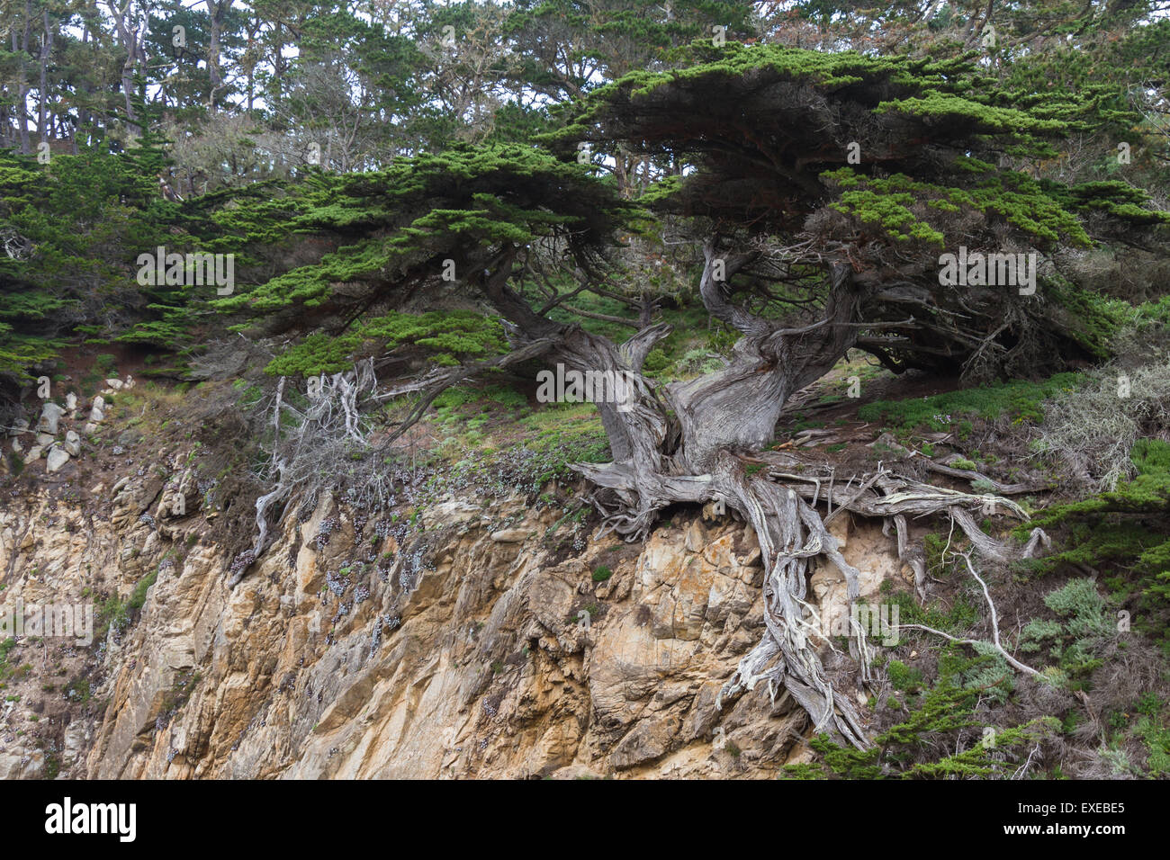 large coastal tree in California, it is called the General, located in ...