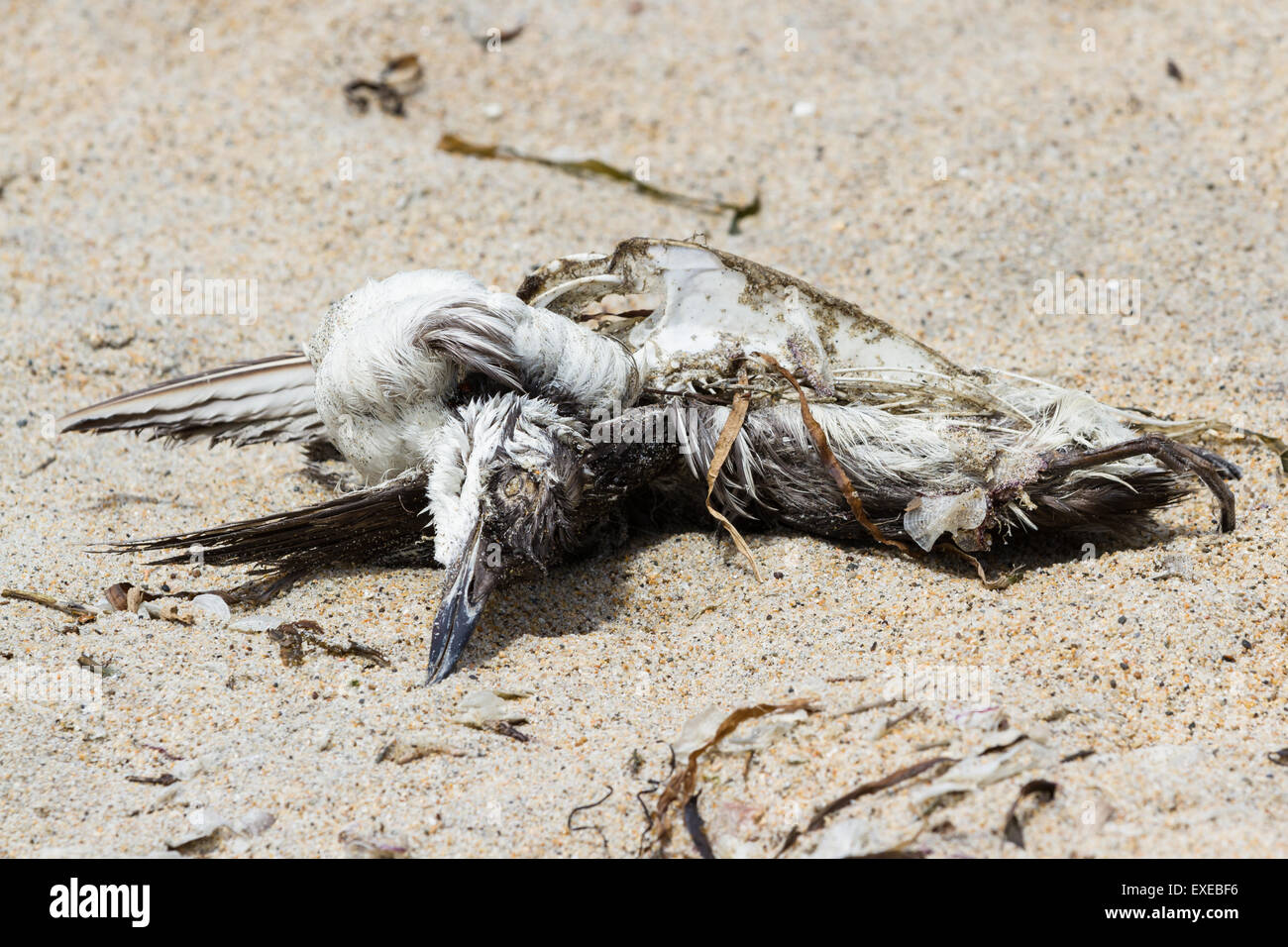 dead bird in a beach in California decomposing in the sun Stock Photo ...