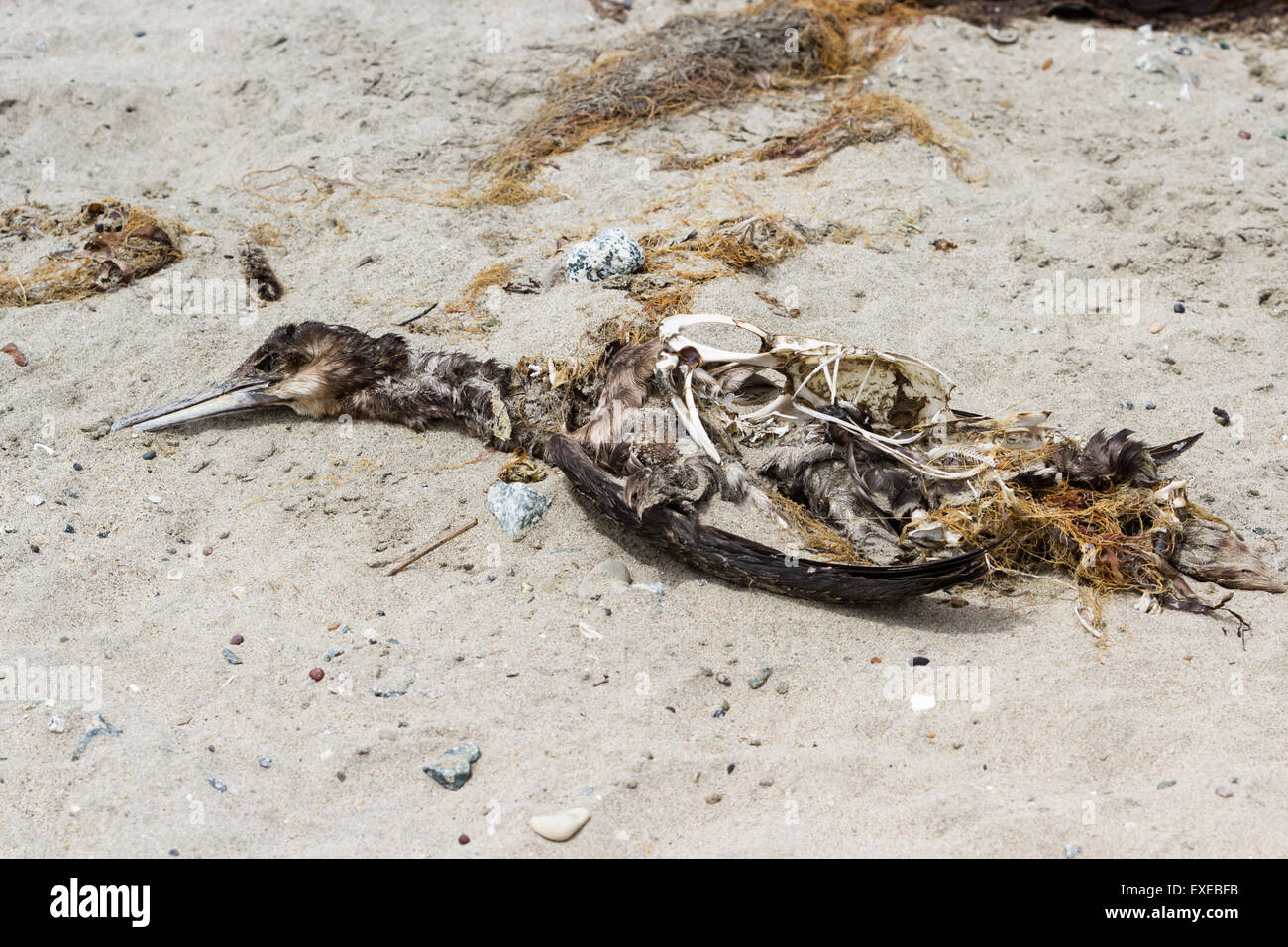 dead bird in a beach in California decomposing in the sun Stock Photo ...