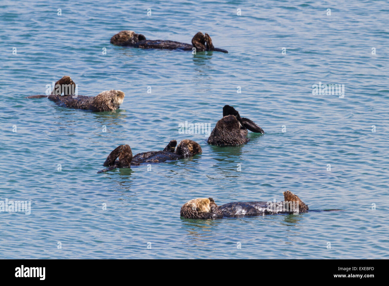 Sea otter california grooming hi-res stock photography and images - Alamy
