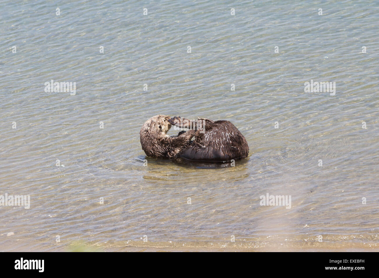 Sea otter cove hi-res stock photography and images - Alamy