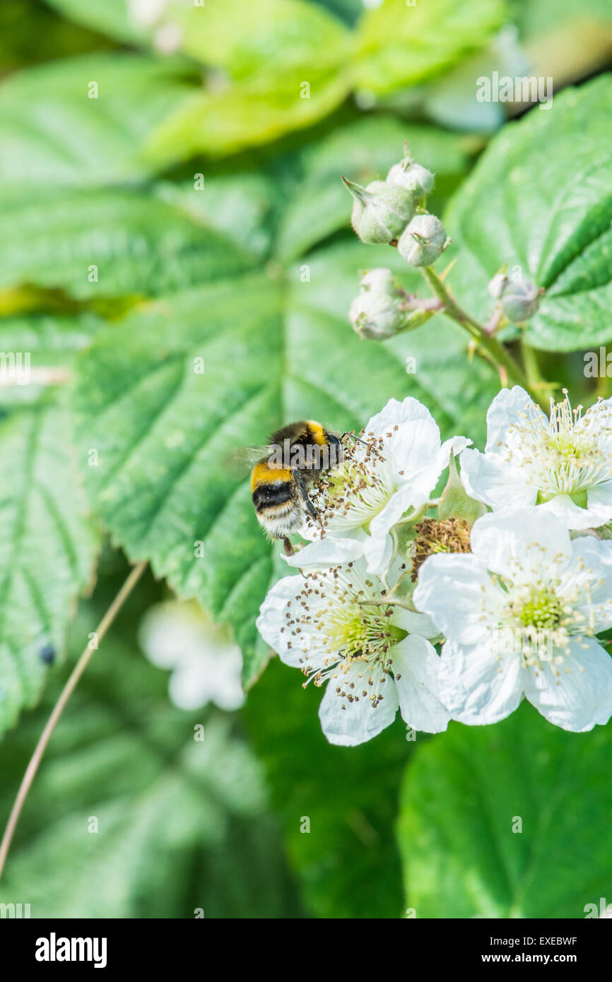 bee collecting nectar from a wild growing flower Stock Photo - Alamy