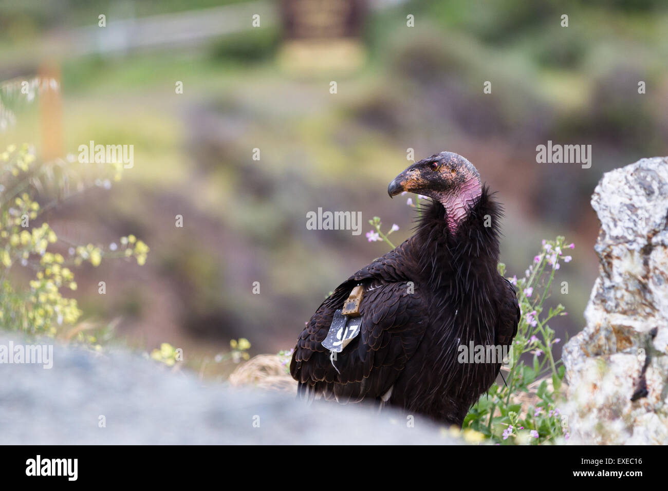 Close up of a California condor. Photo taken in Big Sur, California ...