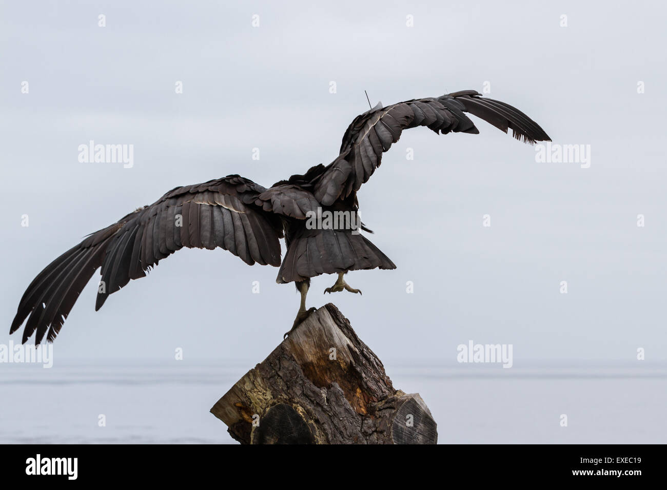 Close up of a California condor. Photo taken in Big Sur, California ...