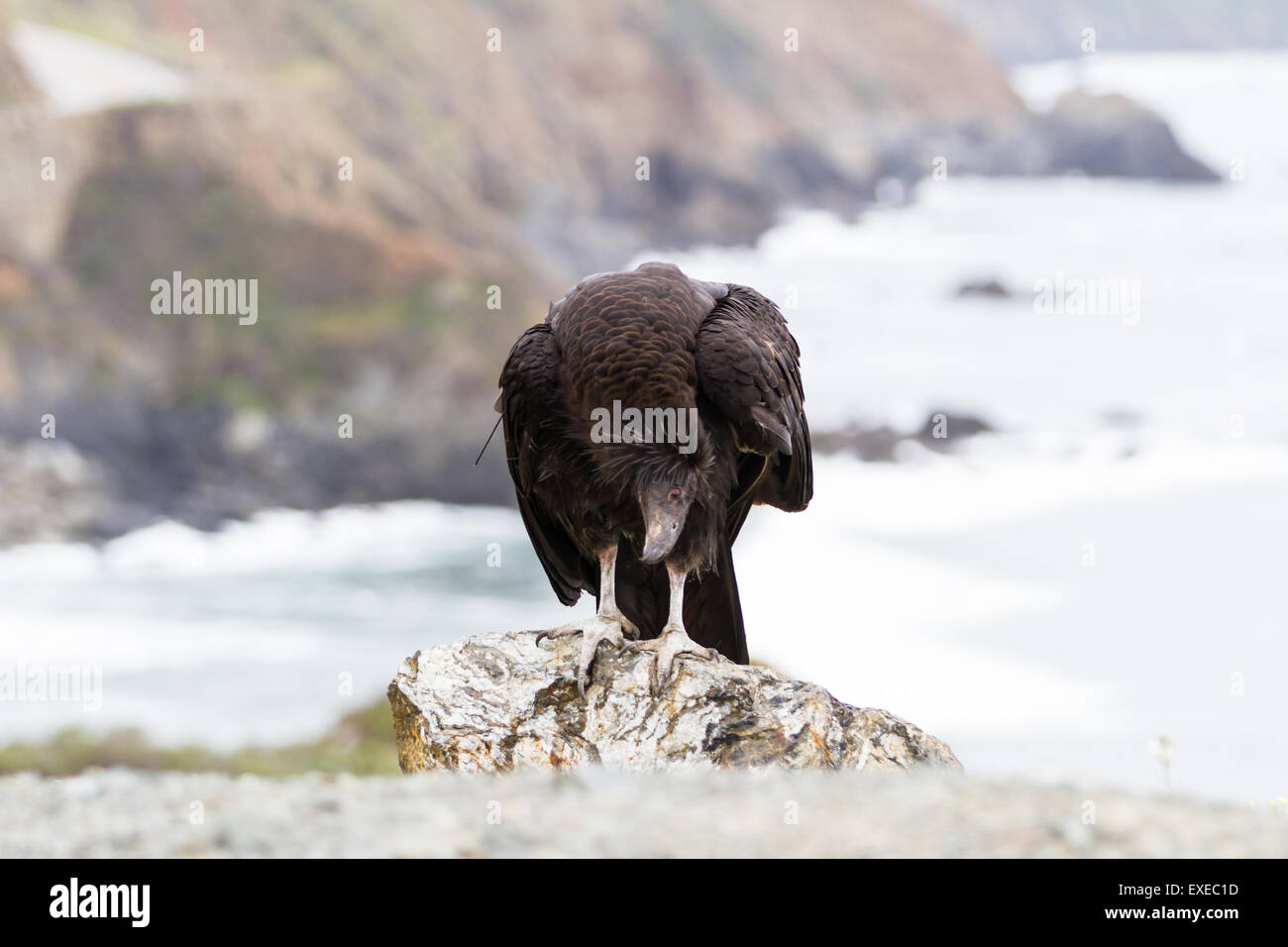 a wild California condor with a classic coastal scene in Big Sur ...