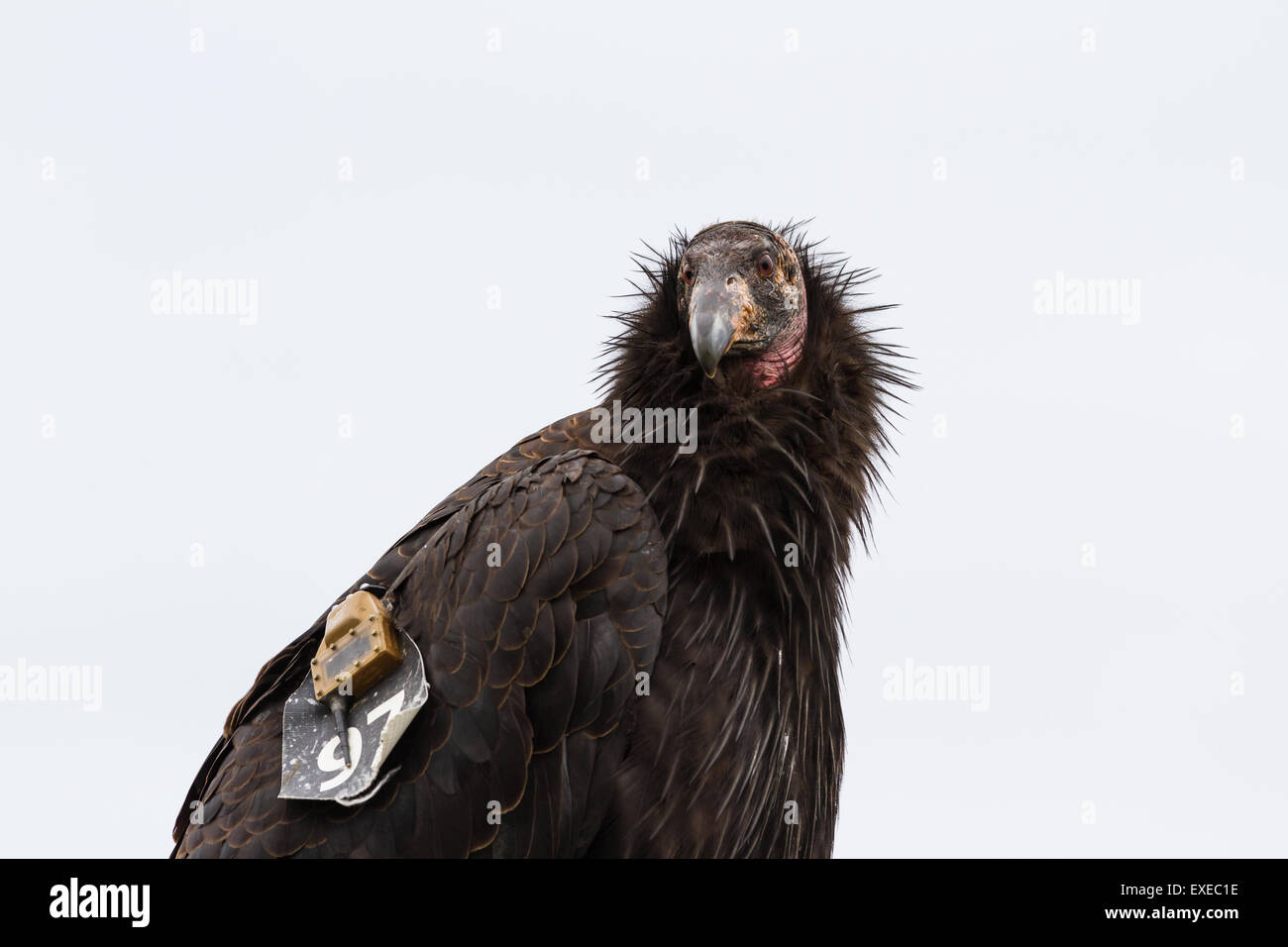 Close up of a California condor with a dense grey fog in the background ...