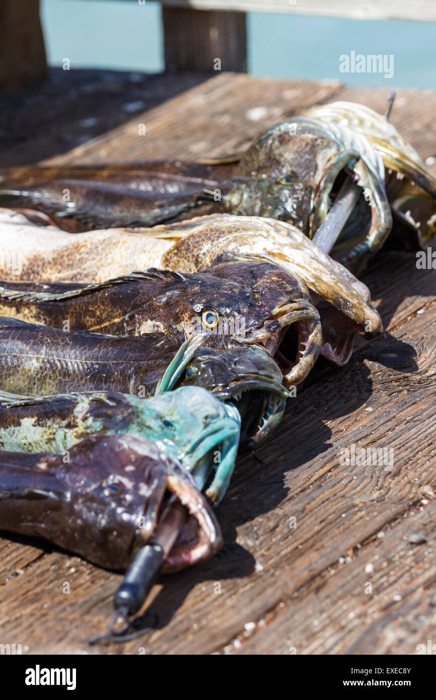 pile of fish caught that morning laying on a dock waiting to be cleaned ...