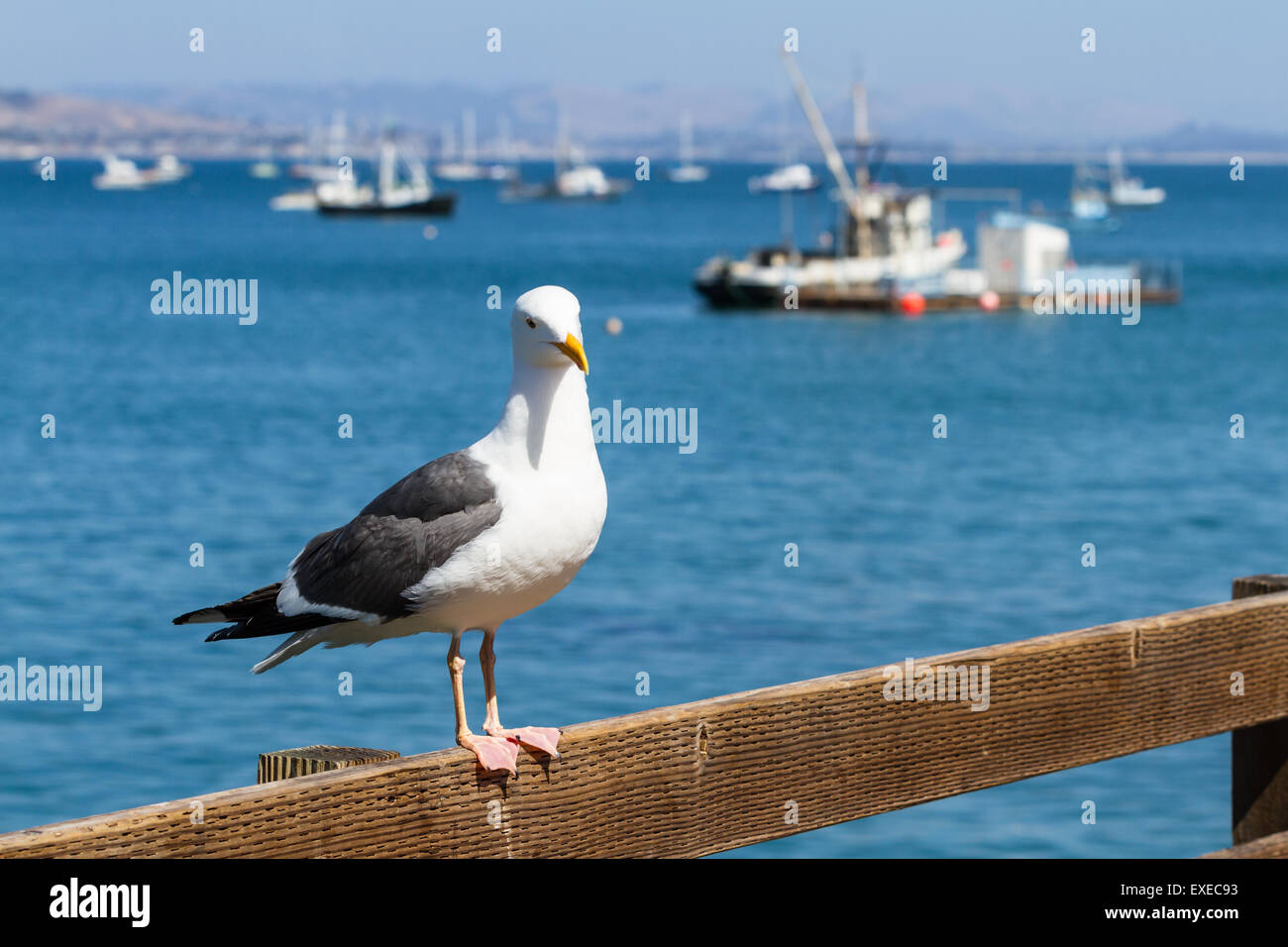 close up of a sea gull with fishing boats in the background in a pier ...